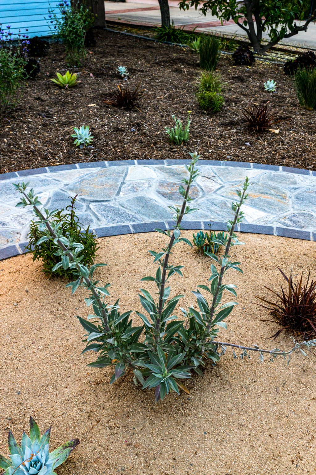 Sidewalk Poppies Landscape Design – Long Beach, CA Landscape Designer